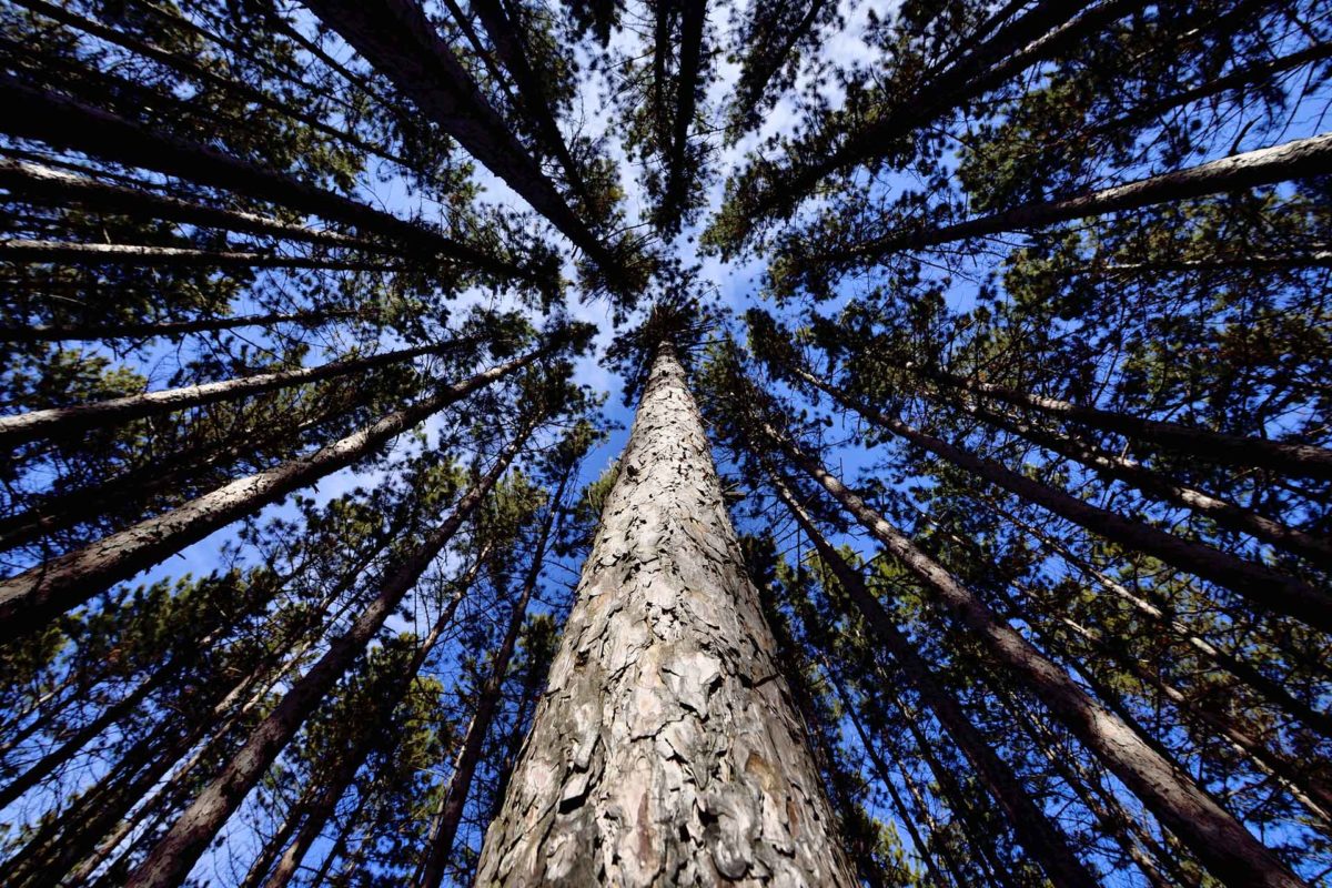 Current Projects – Alberta Law Reform Institute